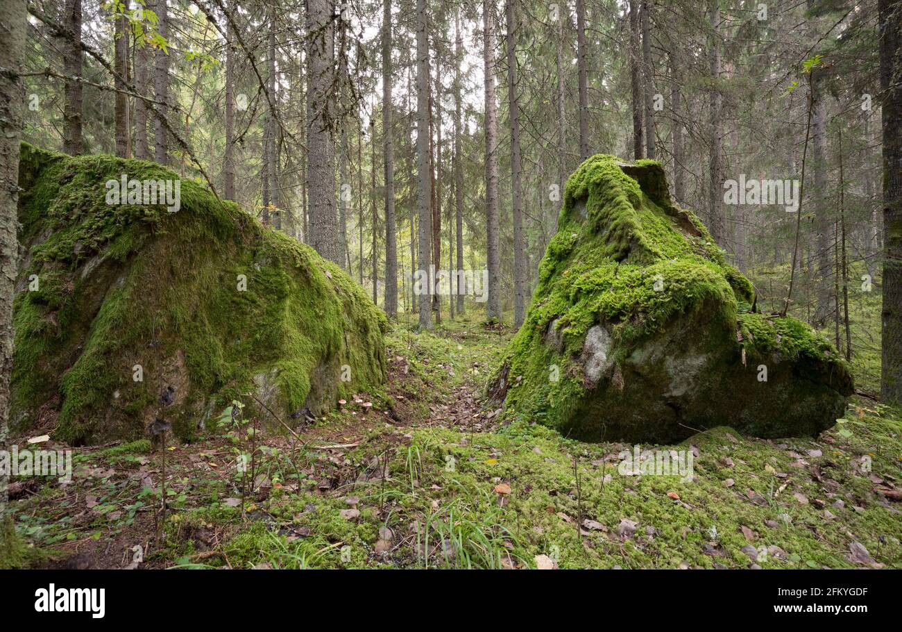 Path leading through Large rocks in natural coniferous forest Stock ...