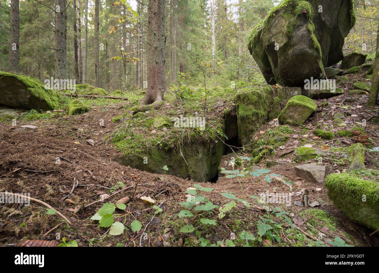 Mammal den in coniferous forest Stock Photo - Alamy
