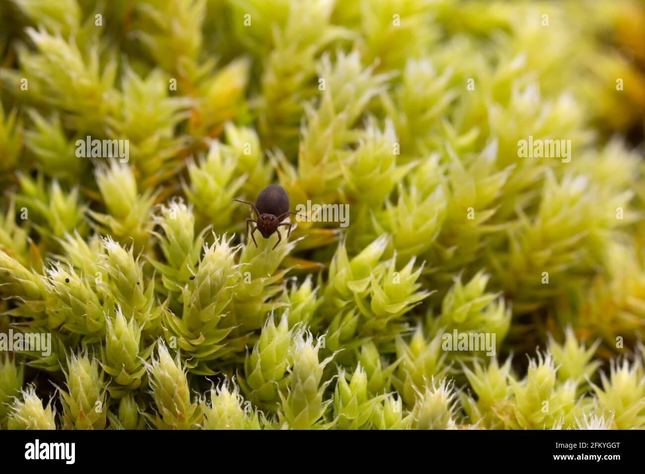 Sminthuridae springtail on moss Stock Photo - Alamy