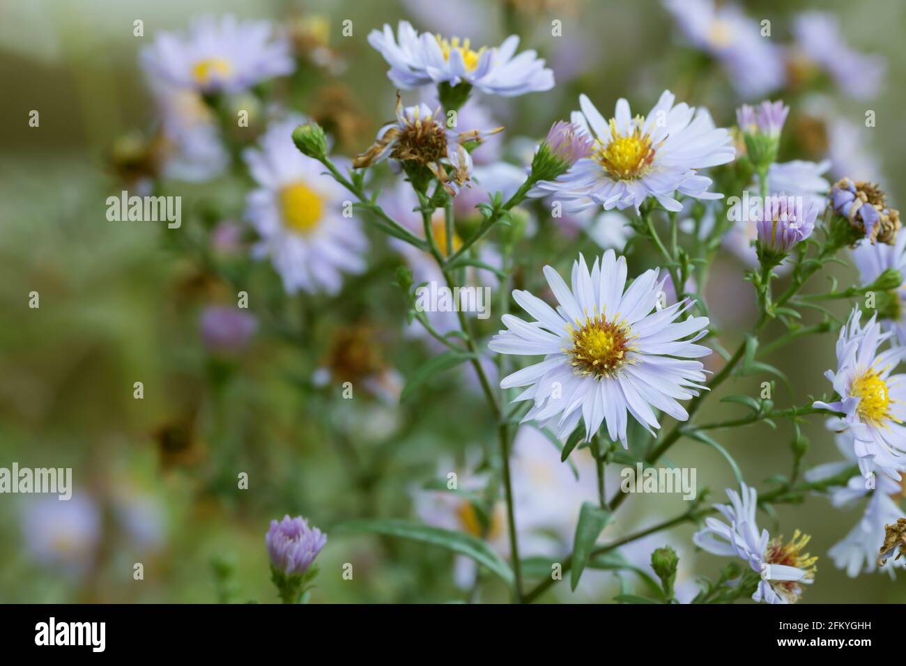 Aster, symphyotrichum flowers Stock Photo - Alamy