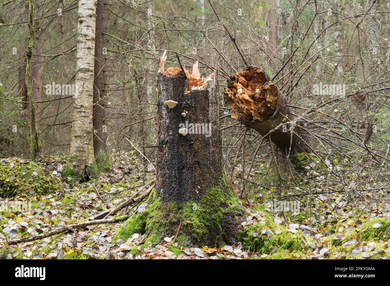Fallen fir hi-res stock photography and images - Alamy