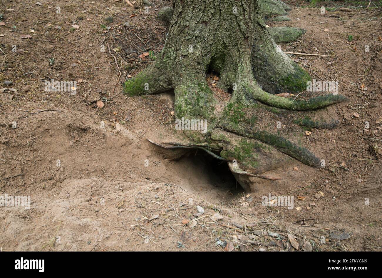 Mammal den in sand under tree Stock Photo - Alamy