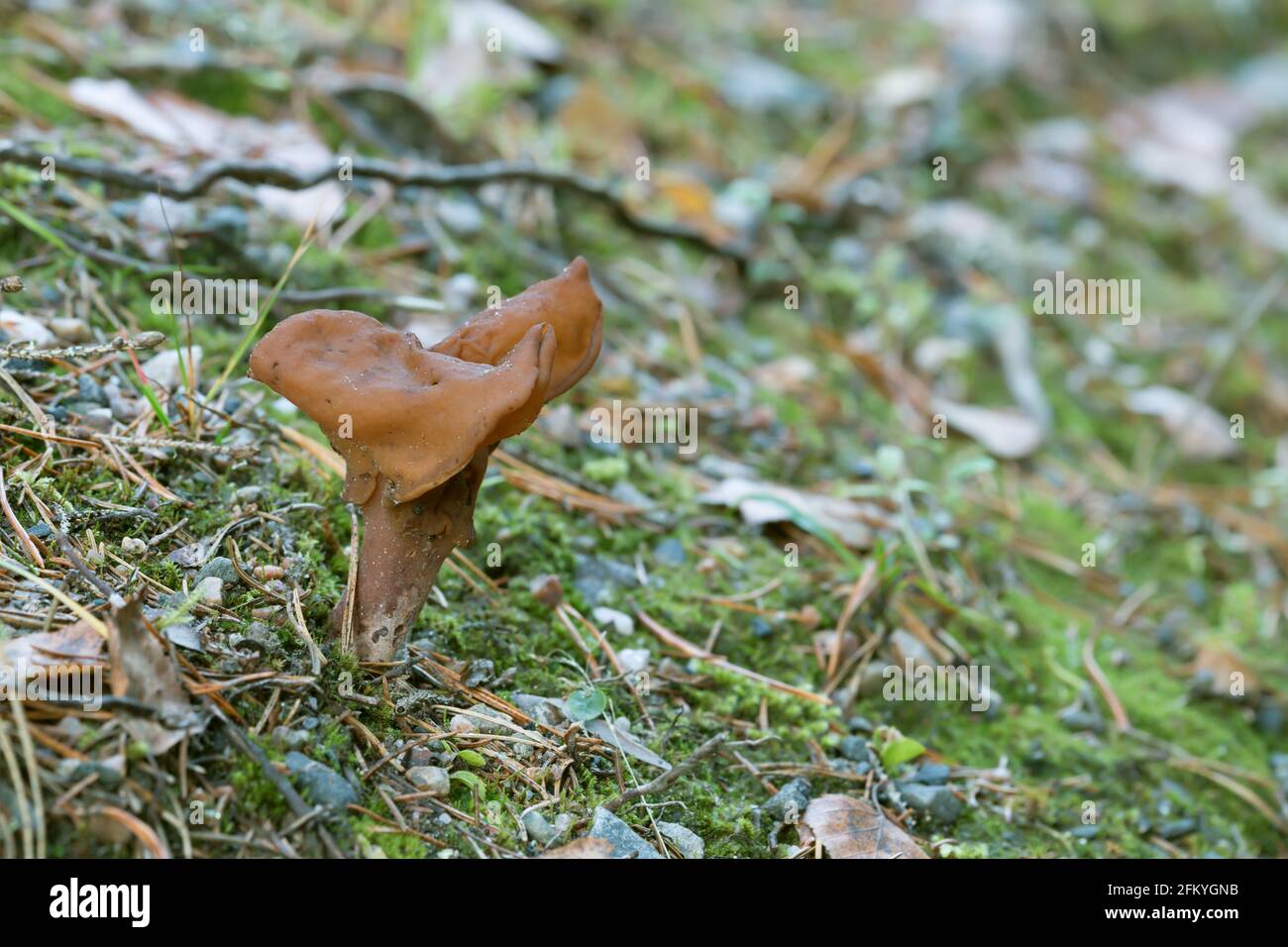 Gyromitra mushroom hi-res stock photography and images - Alamy