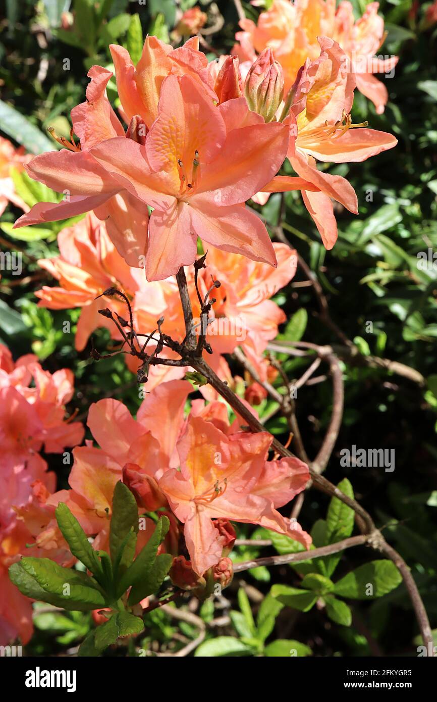 Azalea ‘Gibraltar’ Rhododendron Gibraltar – orange flowers with yellow ...