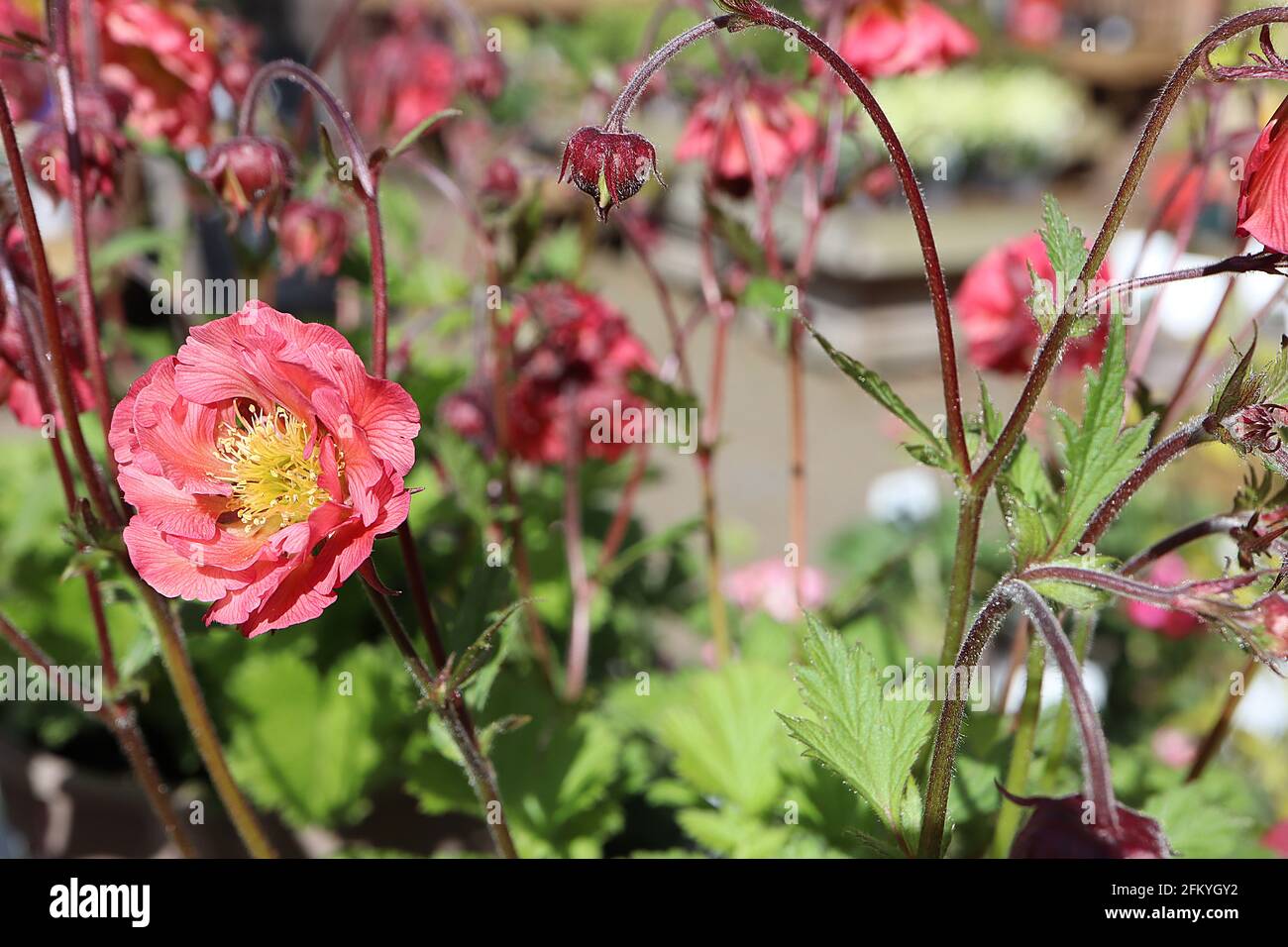 Geum ‘Pink Petticoats’ avens Pink Petticoats - pink saucer-shaped ...