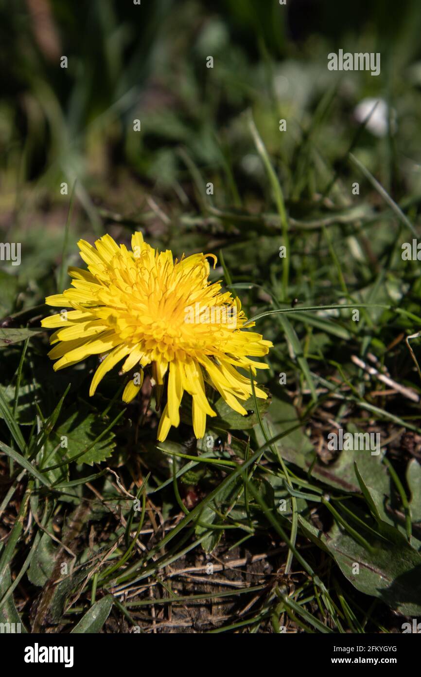 Dandelion root herb common hi-res stock photography and images - Alamy