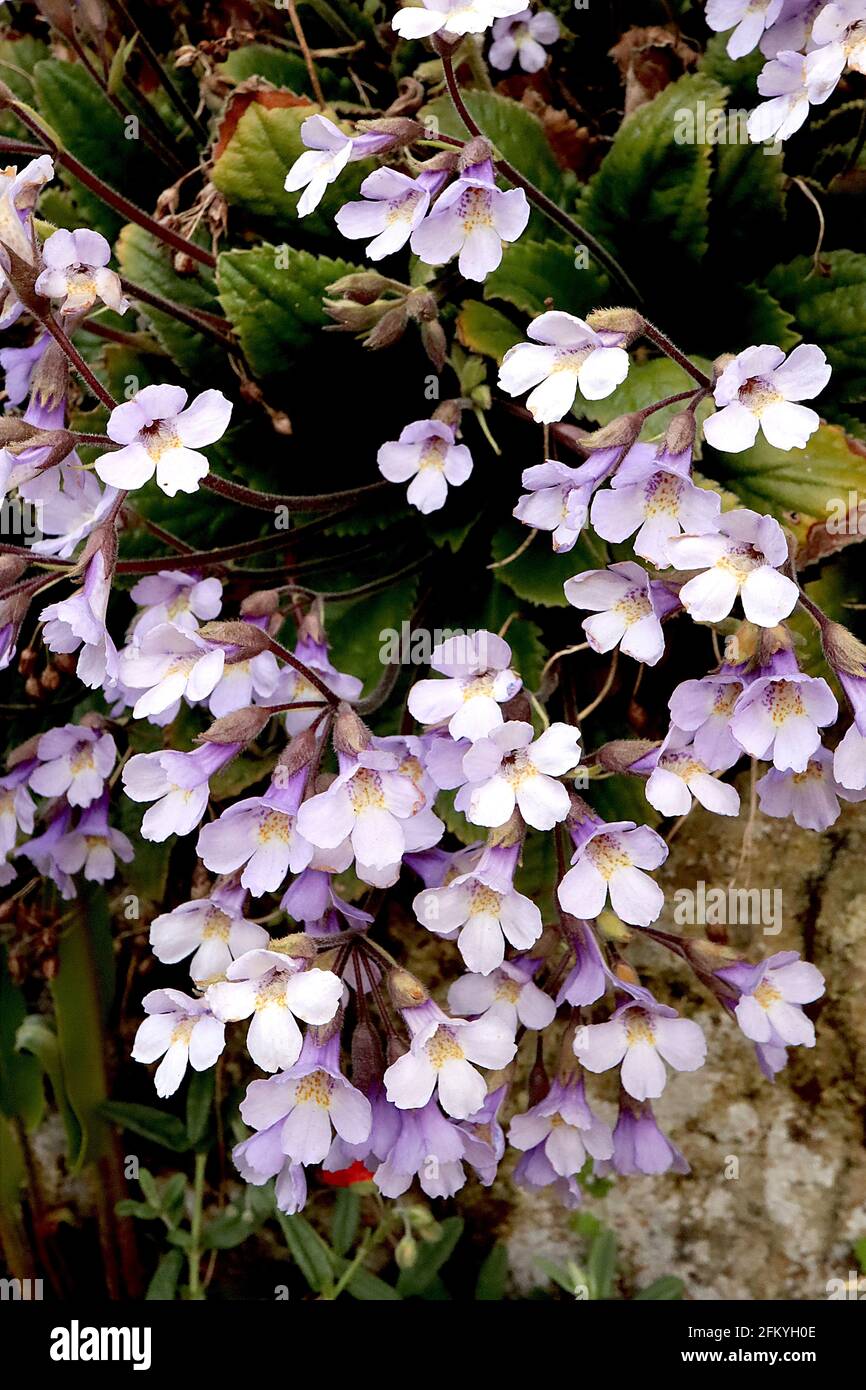 Orpheus flower rhodopensis hi-res stock photography and images - Alamy