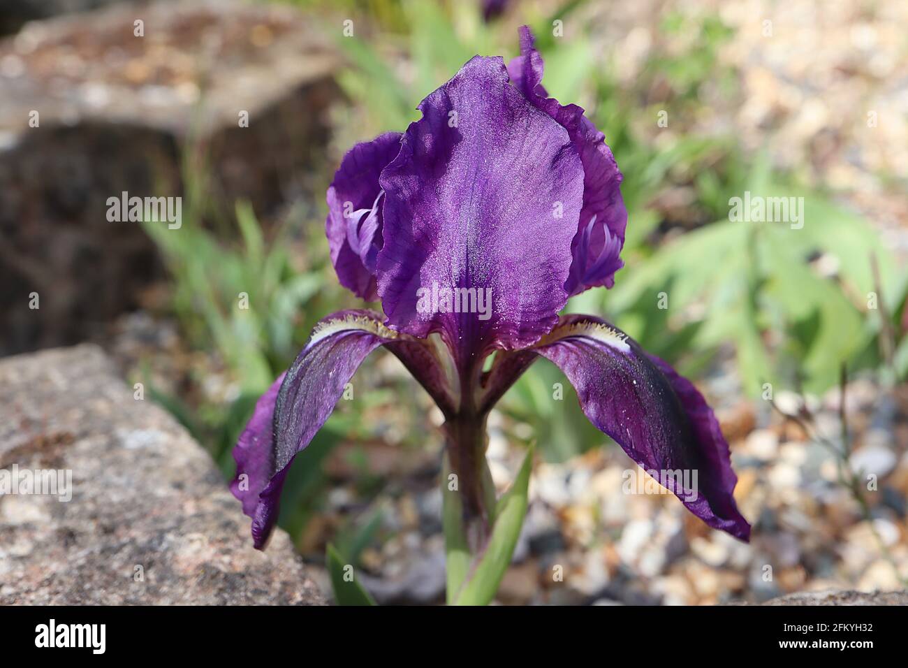 Iris germanica ‘Sable’ Tall bearded Iris TB Deep purple upper petals ...