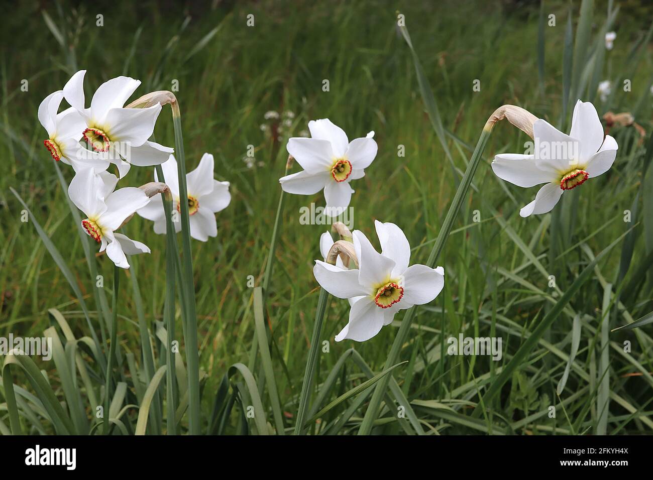Poeticus var recurvus daffodil hi-res stock photography and images - Alamy