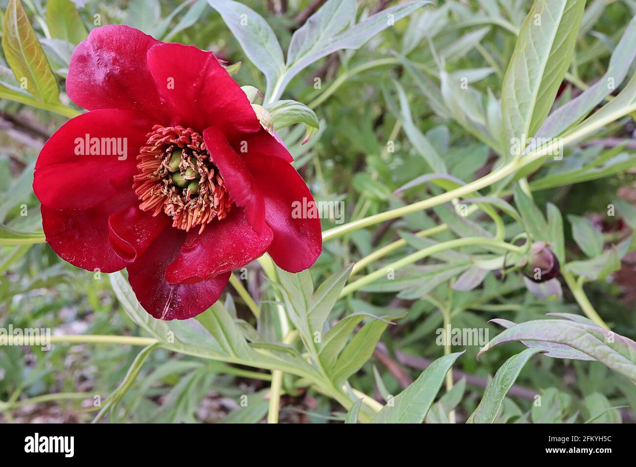 Red tree peony uk hi-res stock photography and images - Alamy