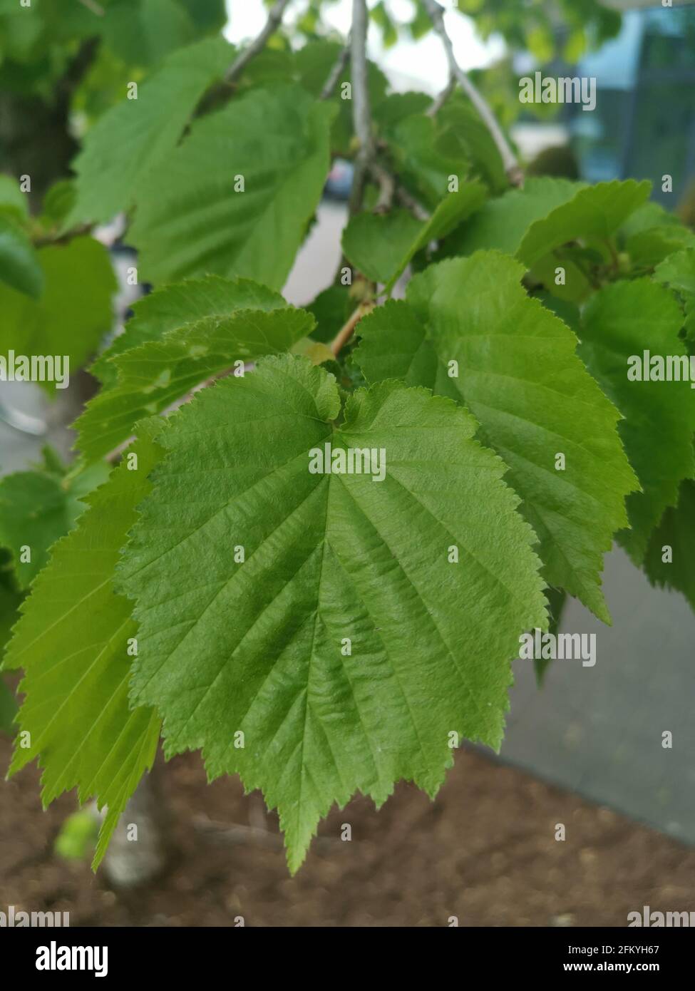 Turkish hazel very robust tree small, hard fruits, edible nuts Stock ...