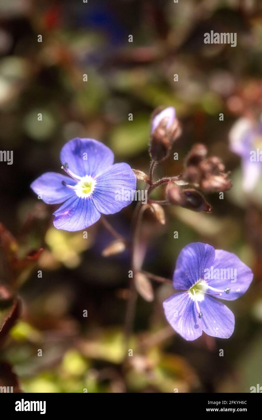 Veronica umbrosa 'Georgia Blue', speedwell 'Georgia Blue', Veronica ...