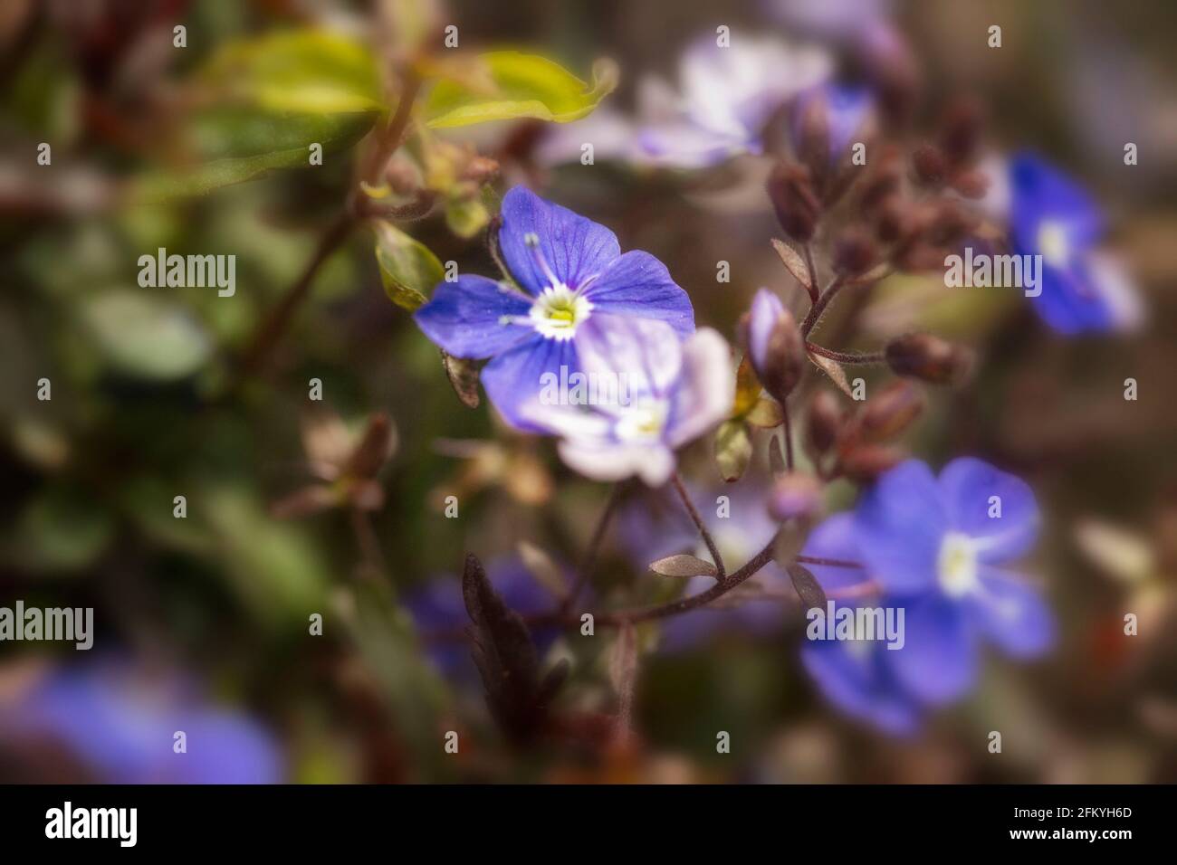 Veronica umbrosa 'Georgia Blue', speedwell 'Georgia Blue', Veronica ...