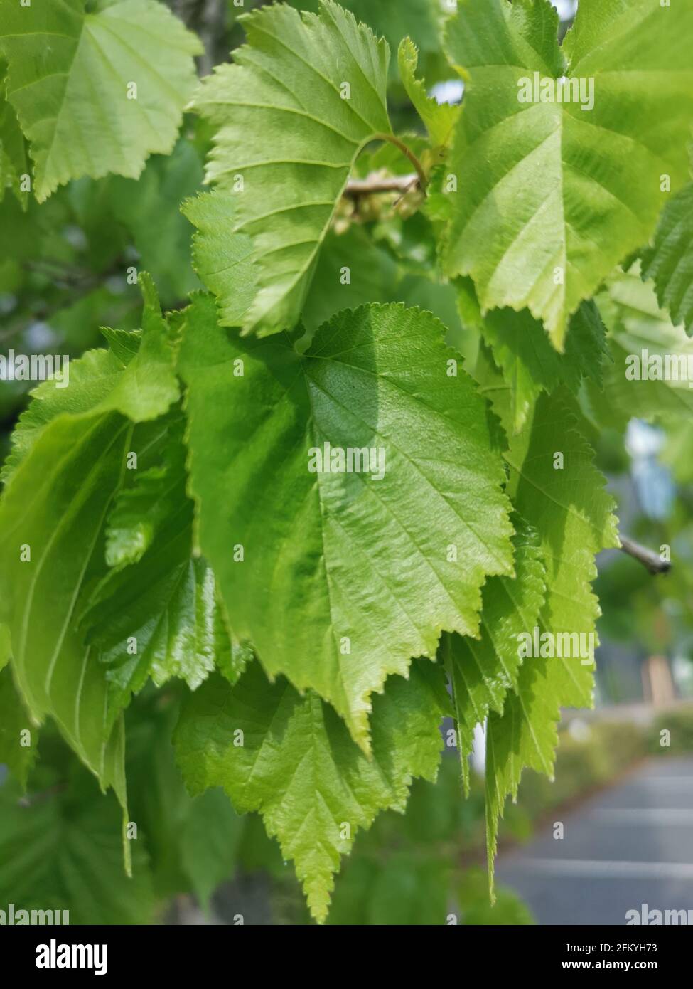 Turkish Hazel Leaf High Resolution Stock Photography and Images - Alamy
