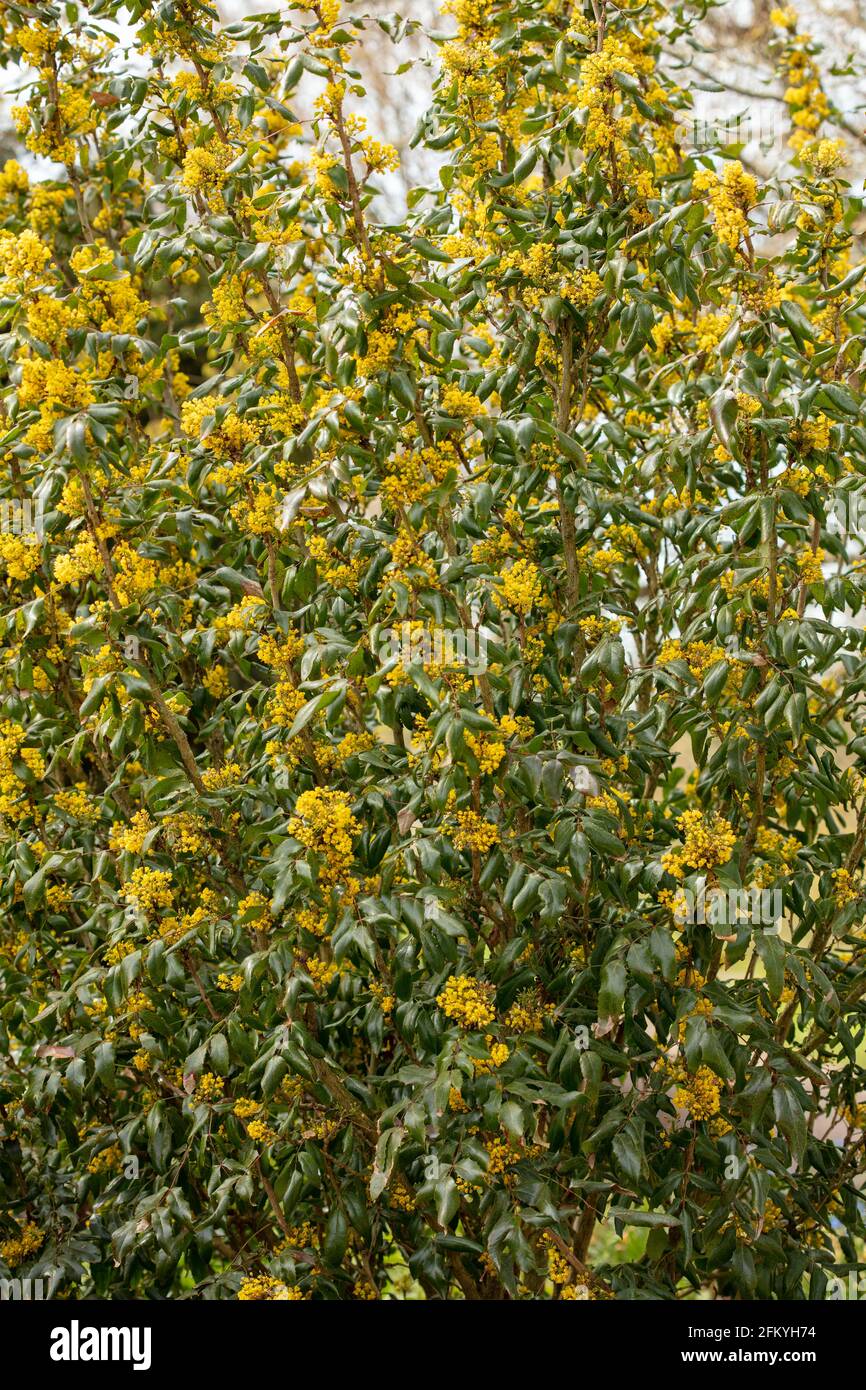 Mahonia aquifolium 'Apollo', Oregon grape 'Apollo', massed yellow ...