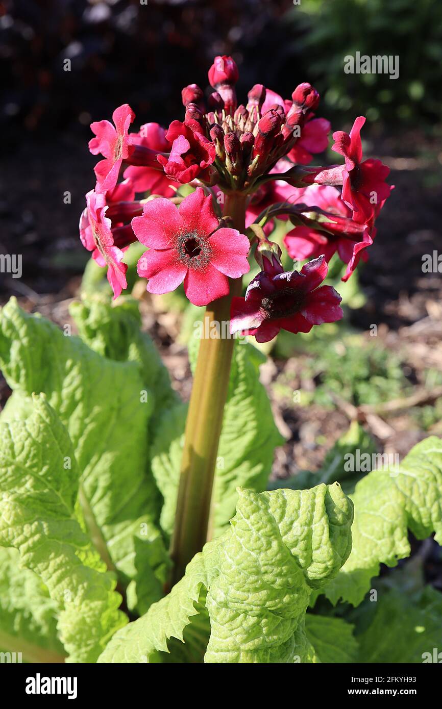 Star crimson hi-res stock photography and images - Alamy