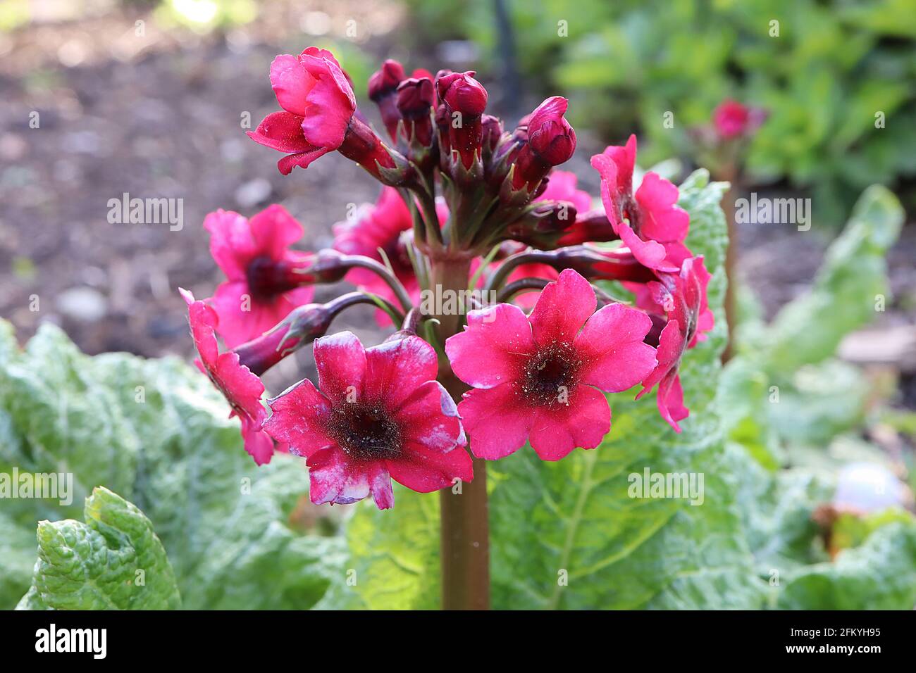 Primula japonica ‘Miller’s Crimson’ candelabra primula Miller’s Crimson ...