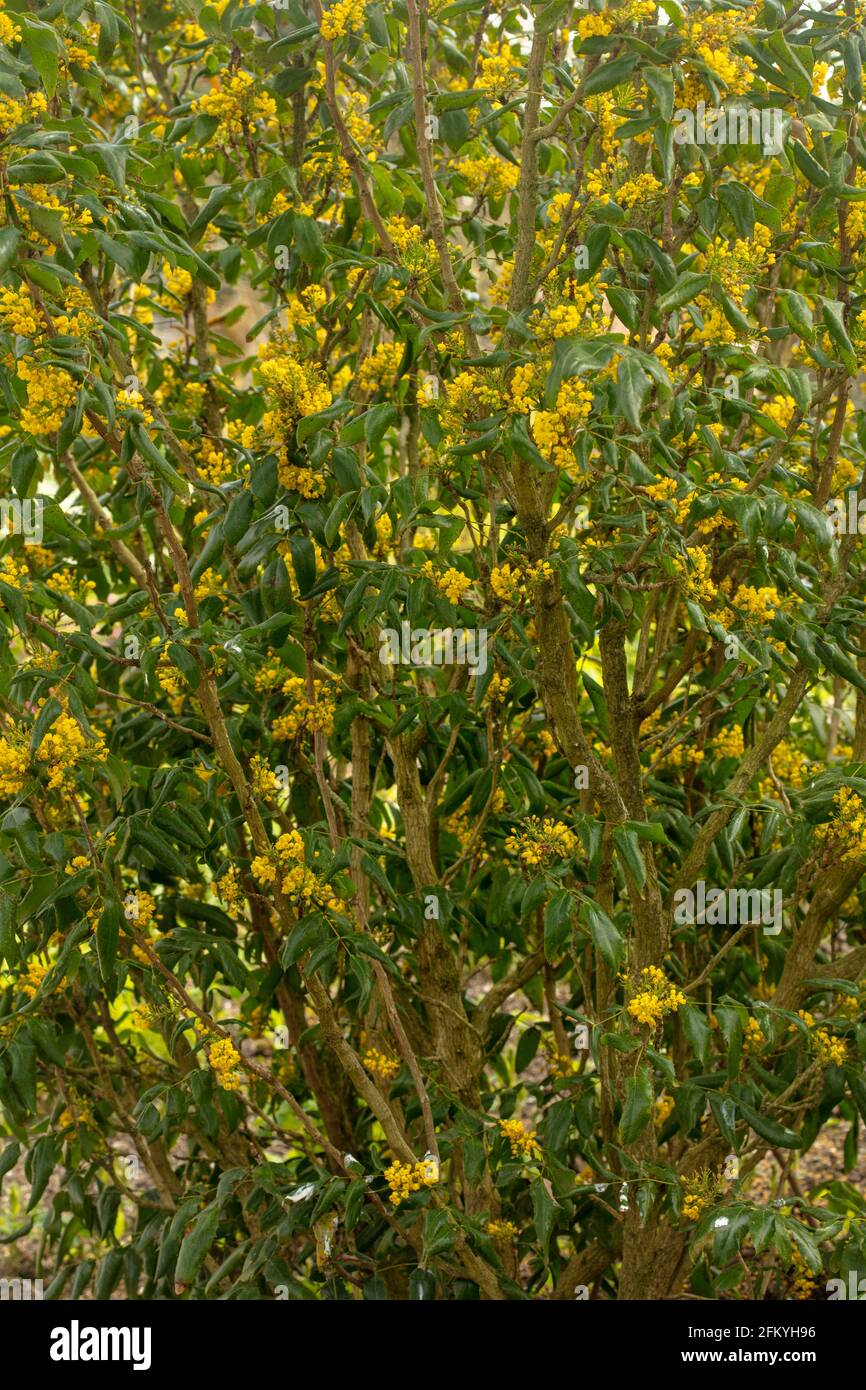 Mahonia aquifolium 'Apollo', Oregon grape 'Apollo' Stock Photo - Alamy