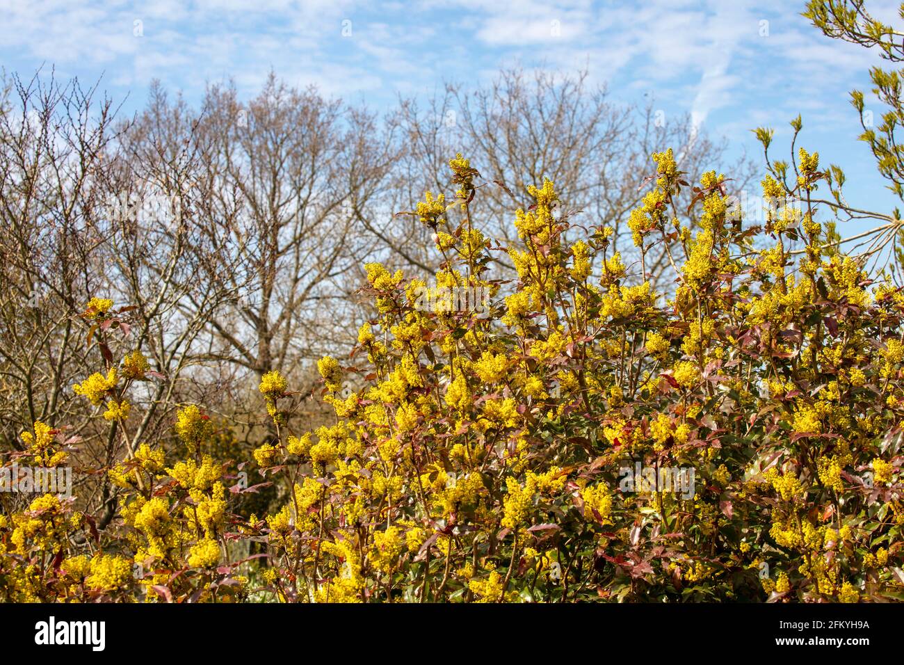 Mahonia aquifolium 'Apollo', Oregon grape 'Apollo' Stock Photo - Alamy