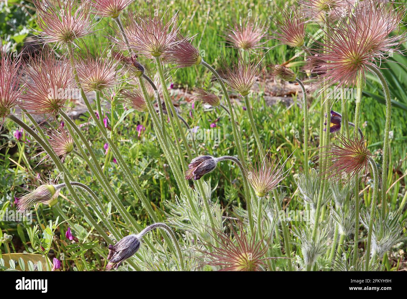 Pulsatilla vulgaris FLOWERS GONE Pasqueflower - white flowers and silky ...