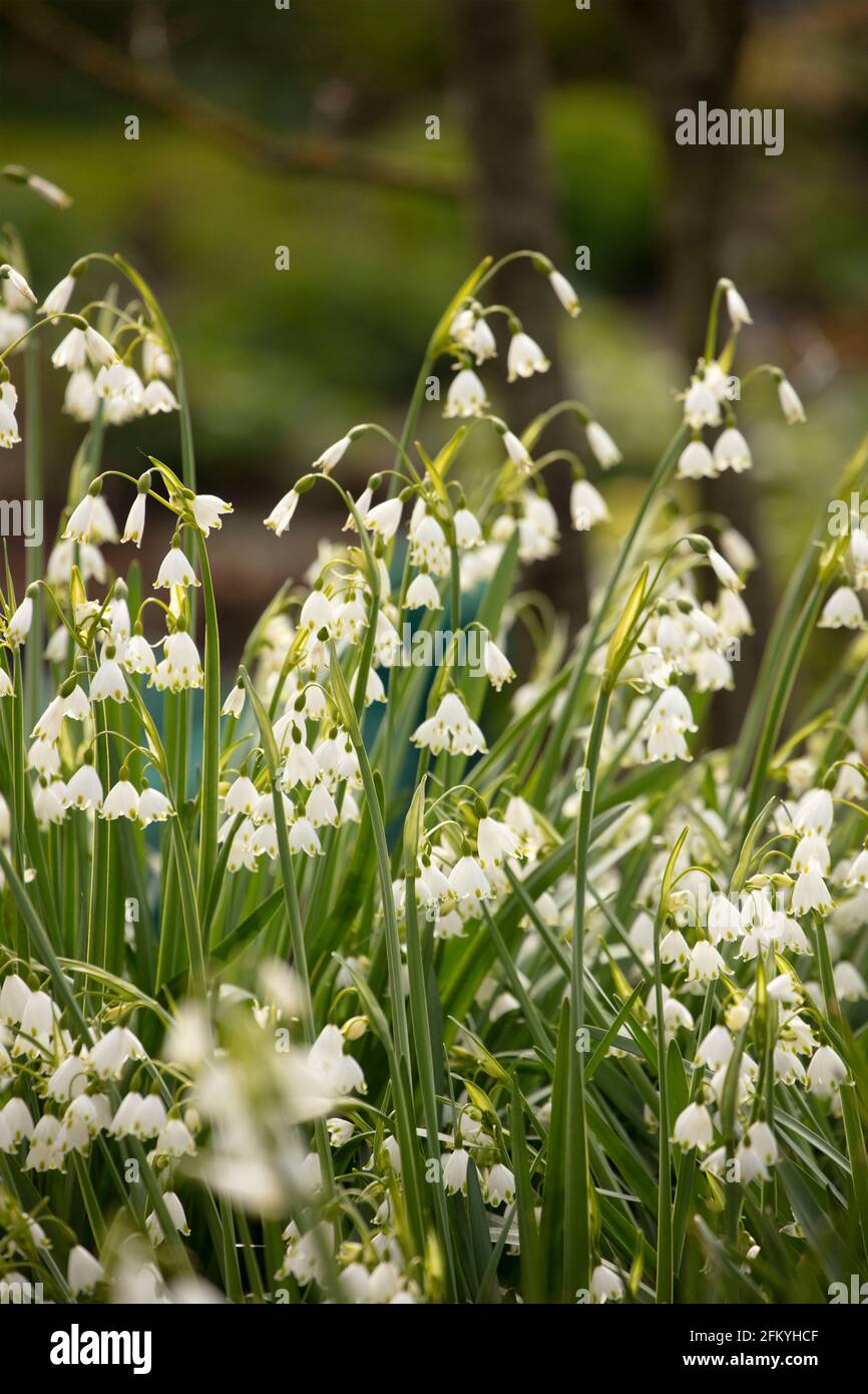 Leucojum Aestivum – Gravetye Giant, summer snowflake 'Gravetye Giant ...