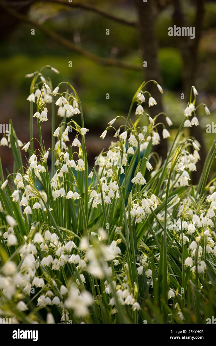 Leucojum Aestivum – Gravetye Giant, summer snowflake 'Gravetye Giant ...