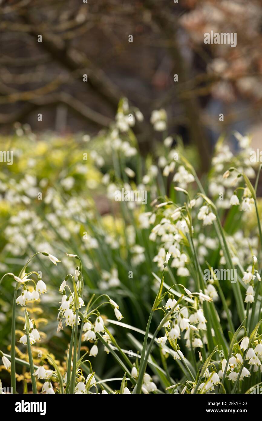 Leucojum Aestivum – Gravetye Giant, summer snowflake 'Gravetye Giant ...