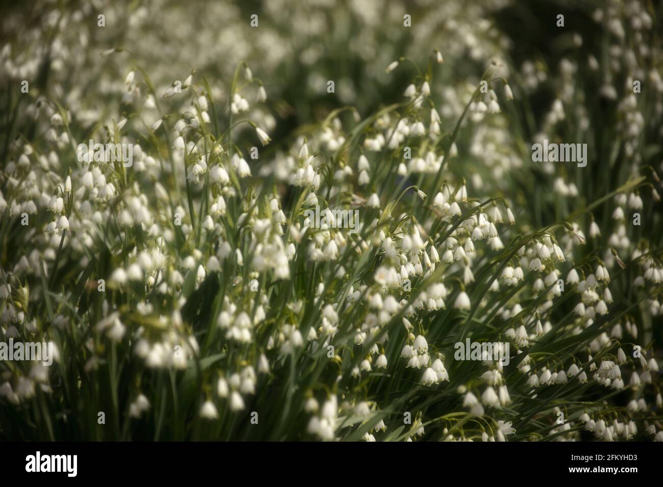 Leucojum Aestivum – Gravetye Giant, summer snowflake 'Gravetye Giant ...