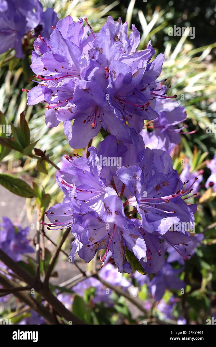 Rhododendron augustinii Violet funnel-shaped flowers, medium green ...