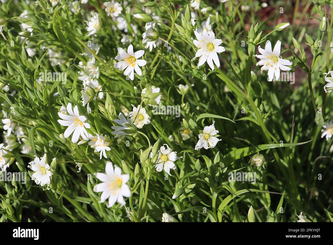 Rabelera / Stellaria Holostea greater stitchwort – white star-shaped ...