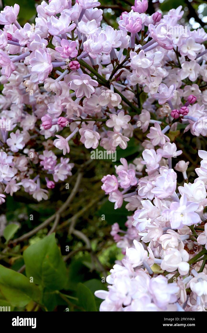 Syringa x hyacinthiflora ‘Scentara Double Blue’ Lilac Double Blue ...