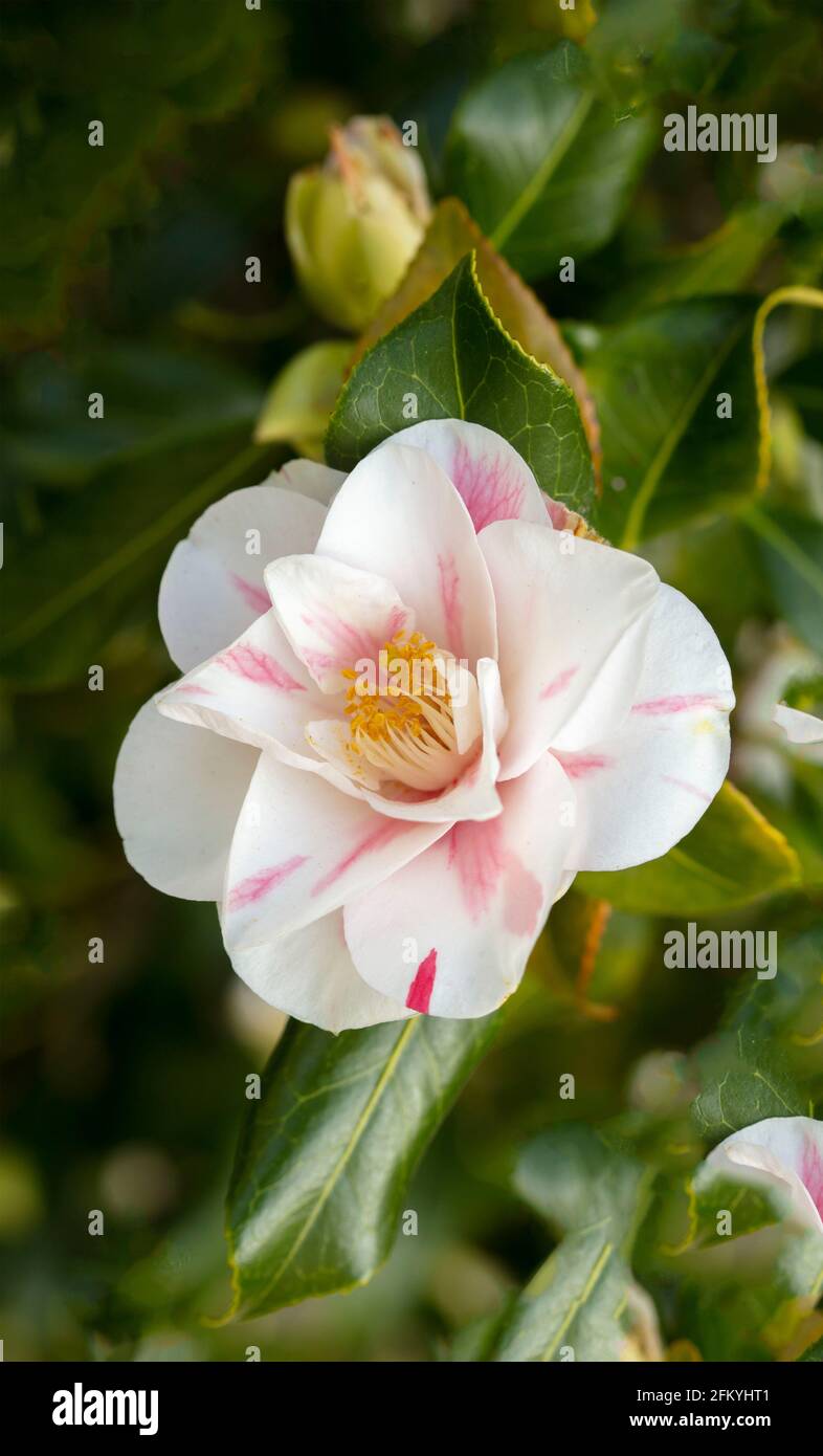 Camellia Japonica – Lady Vansittart gloriously flowering in spring ...