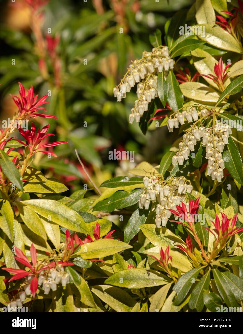 Pieris 'Forest Flame', Pieris floribunda 'Forest Flame', foliage in ...