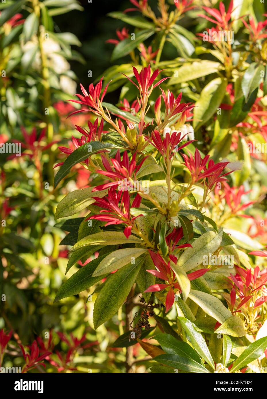 Pieris 'Forest Flame', Pieris floribunda 'Forest Flame', in bright ...