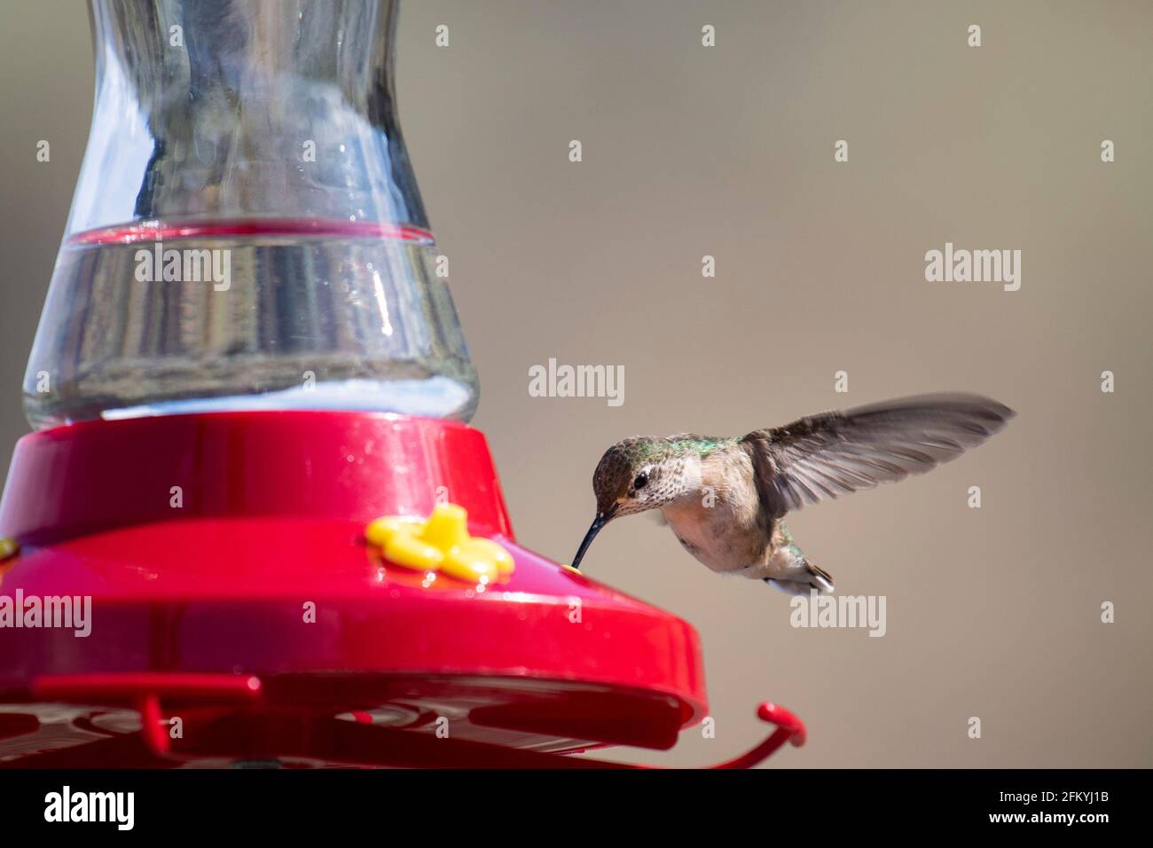 Hummingbirds at feeder hi-res stock photography and images - Alamy