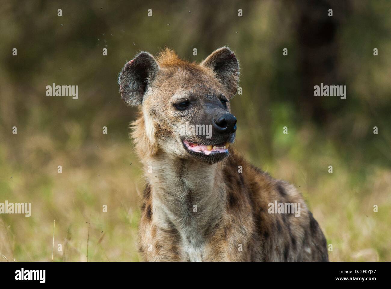African Hyaena in savannah environment, Kruger National park, South ...