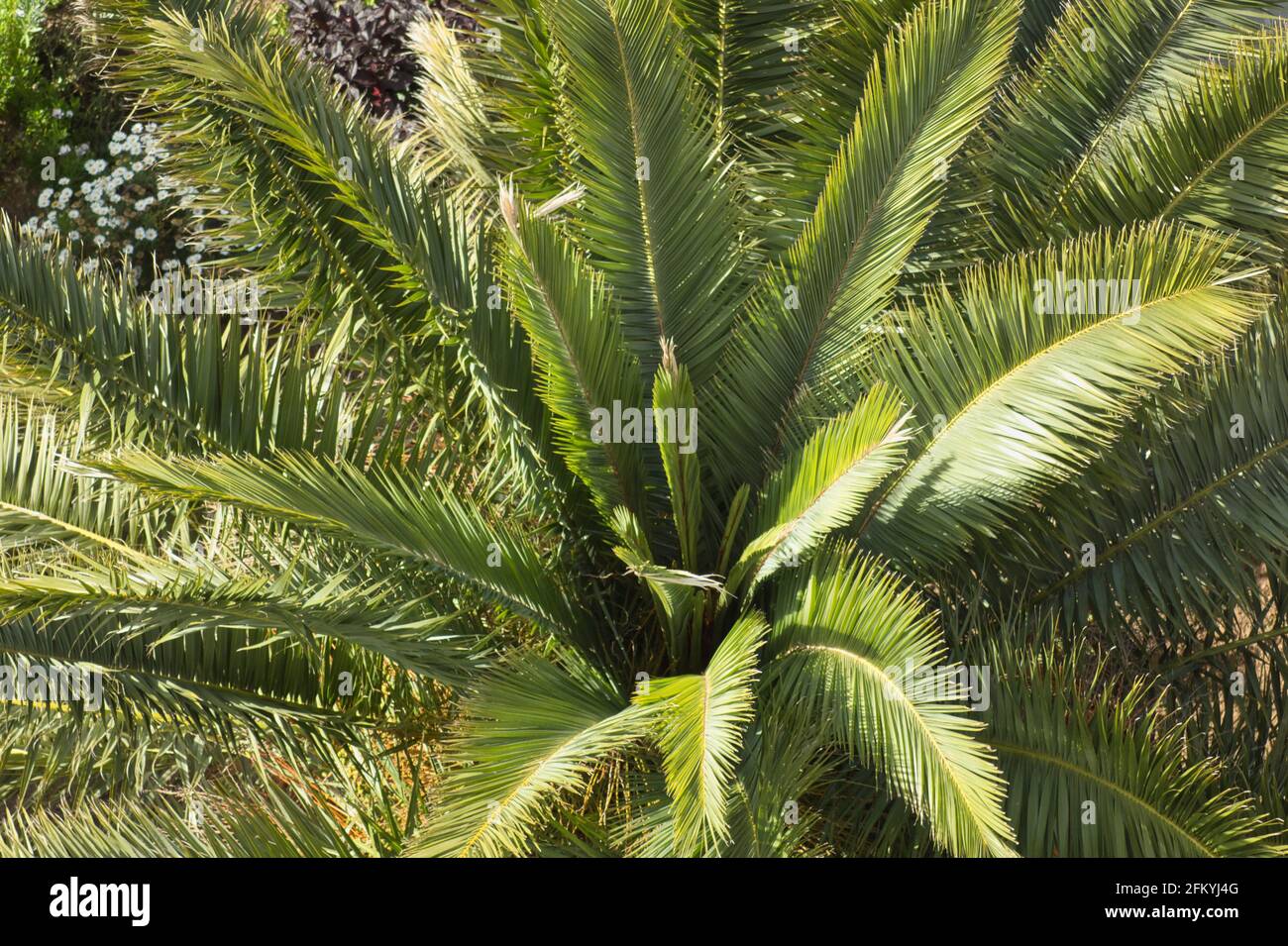 bird-eye view of a palm tree Stock Photo - Alamy