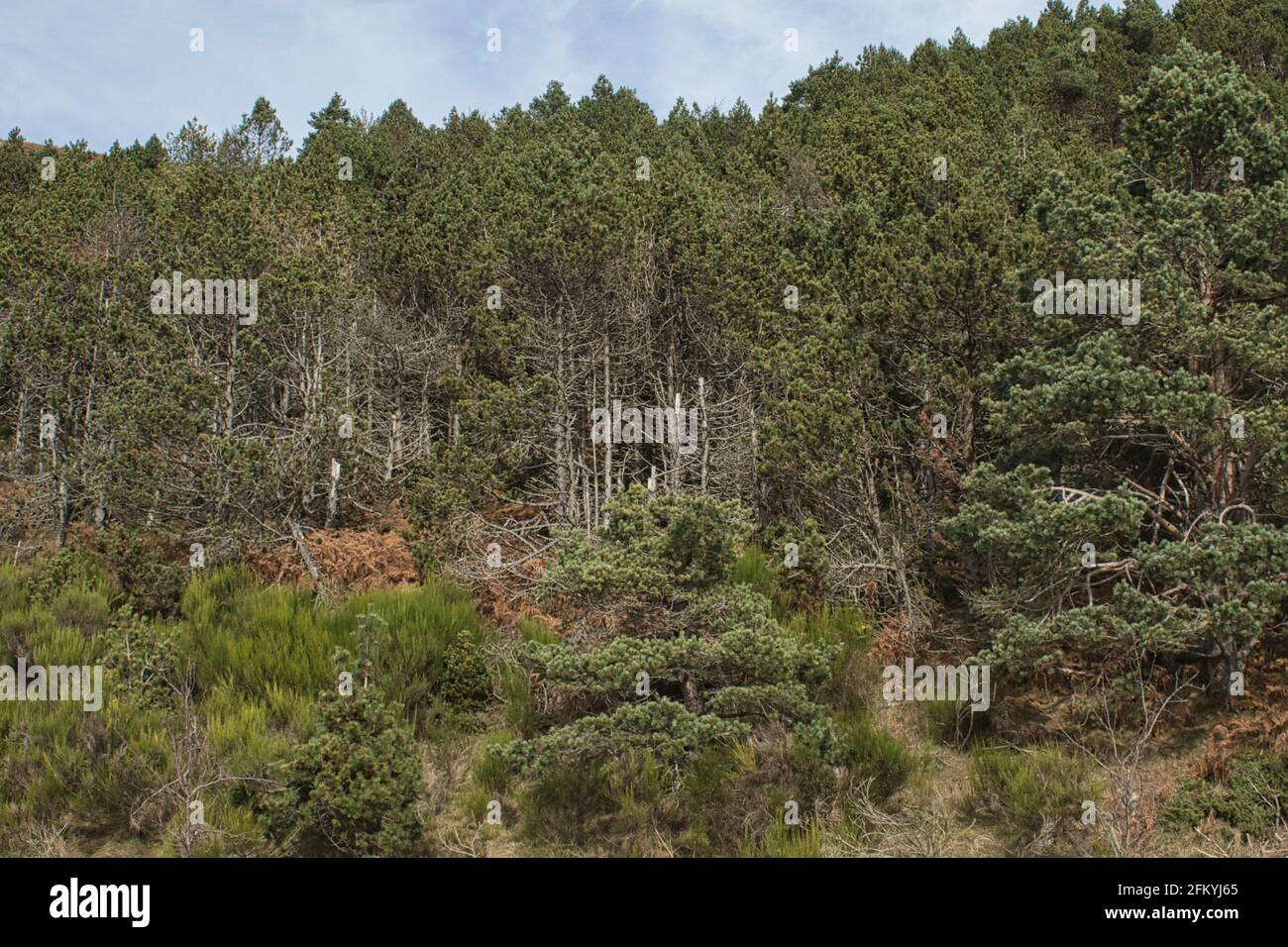 mountain slope view with foliage and trees Stock Photo - Alamy