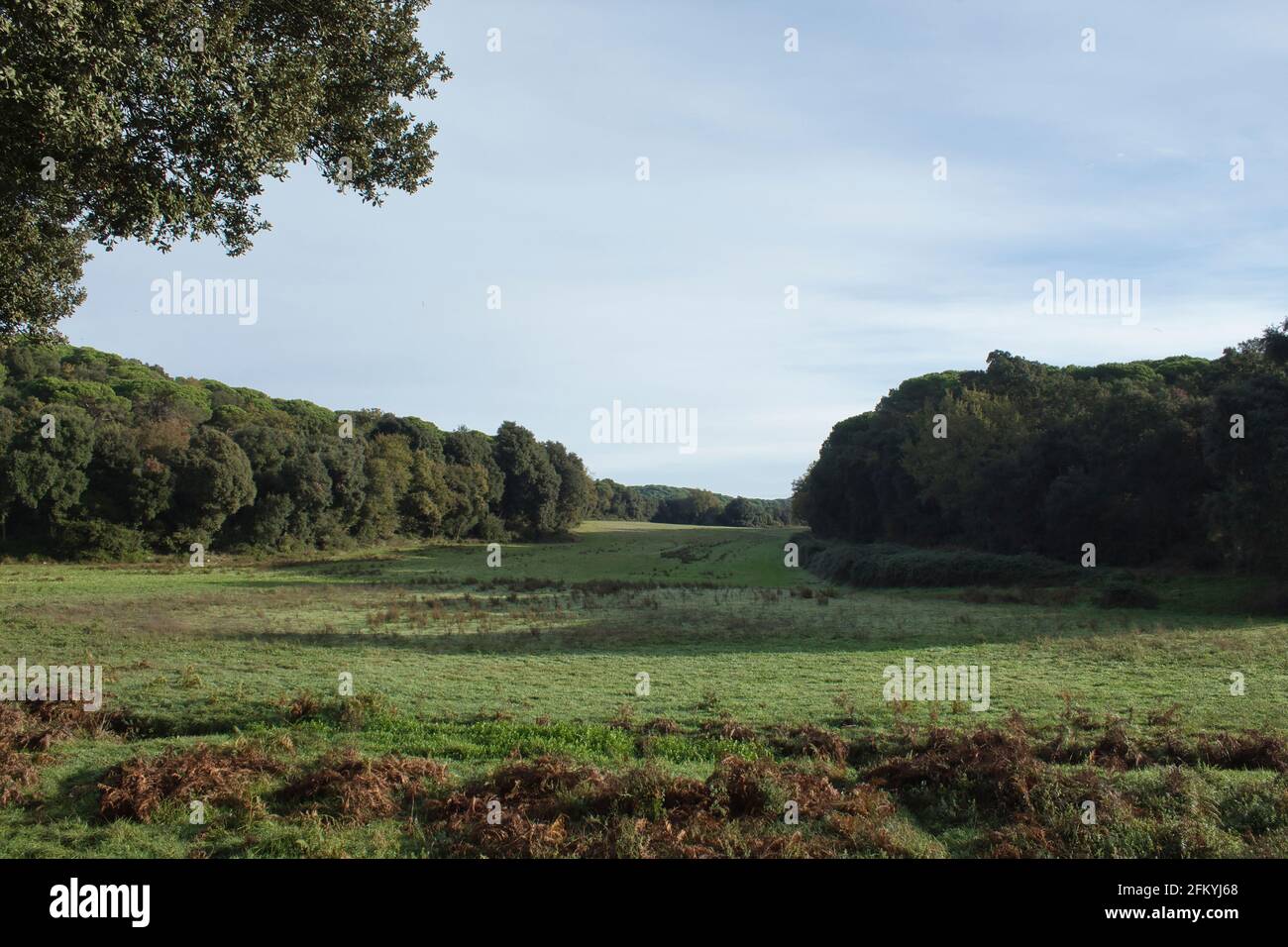 view of an open clearing in the middle of the forest Stock Photo - Alamy