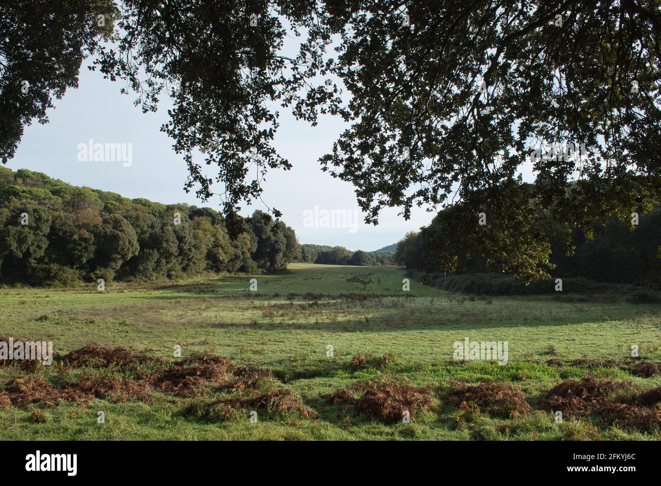 Vale forest hi-res stock photography and images - Alamy