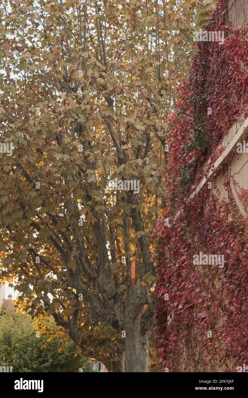 Creeper fence hi-res stock photography and images - Alamy