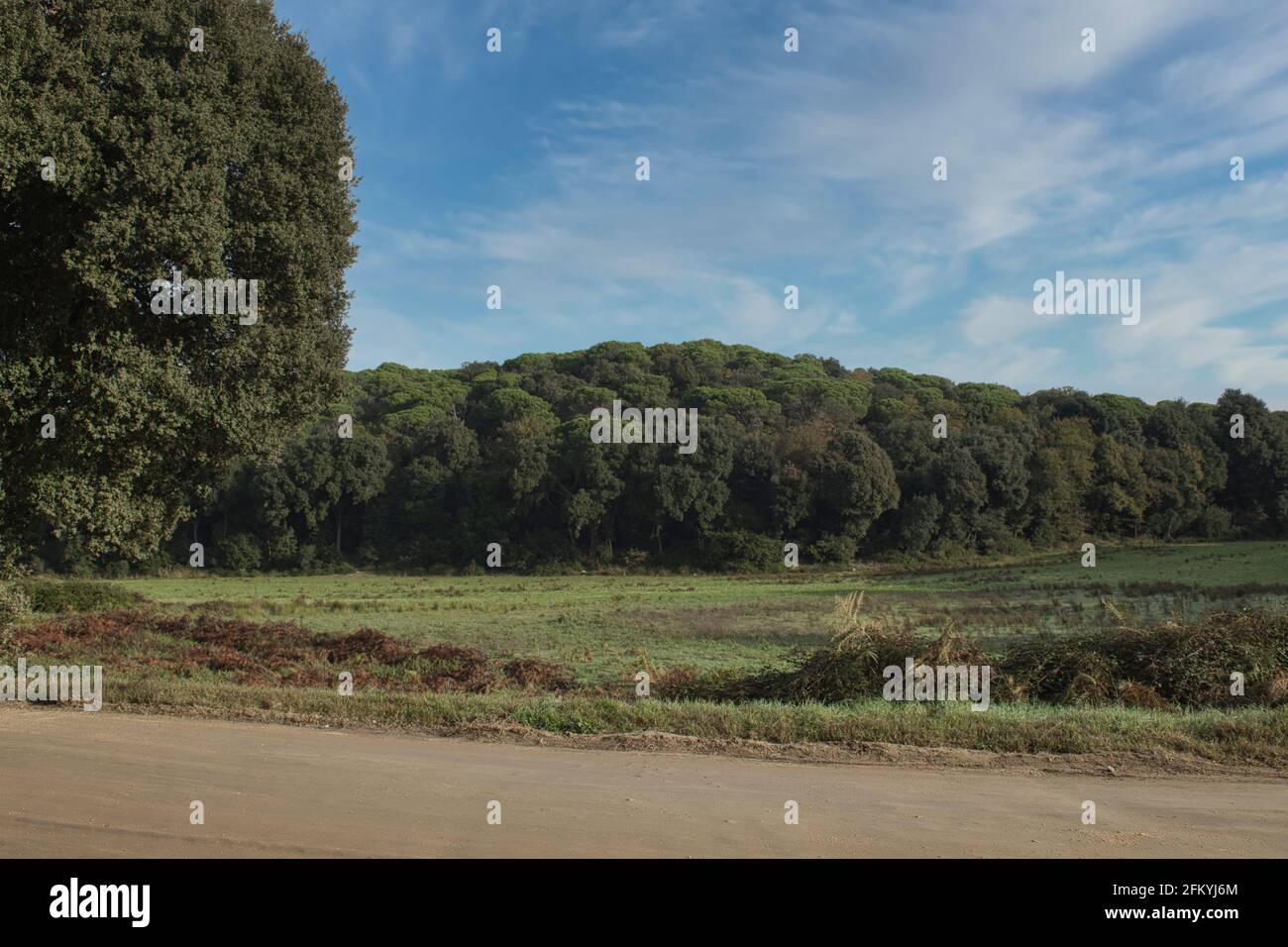 view of an open clearing in the middle of the forest with a path Stock ...