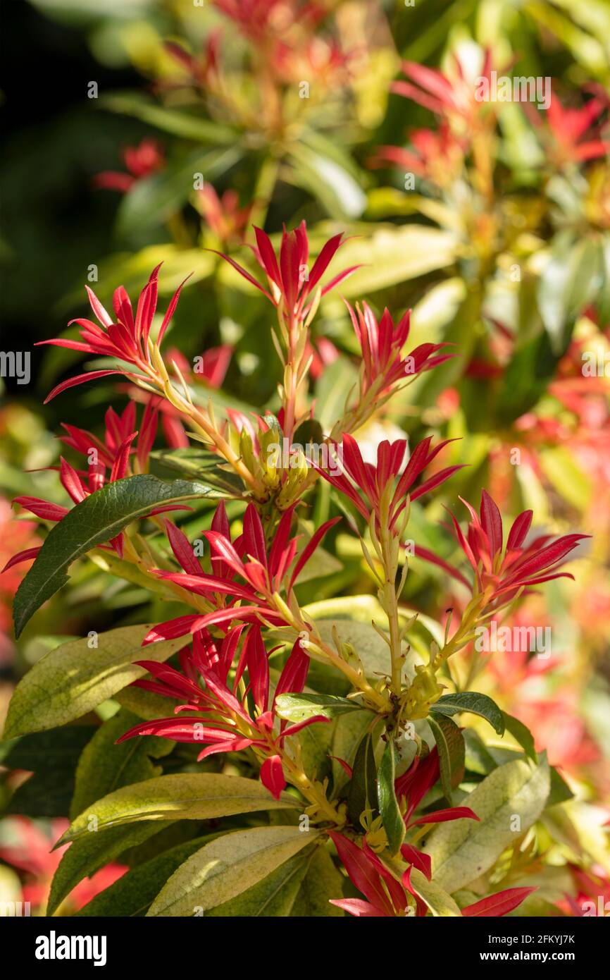Pieris 'Forest Flame', Pieris floribunda 'Forest Flame', in bright ...