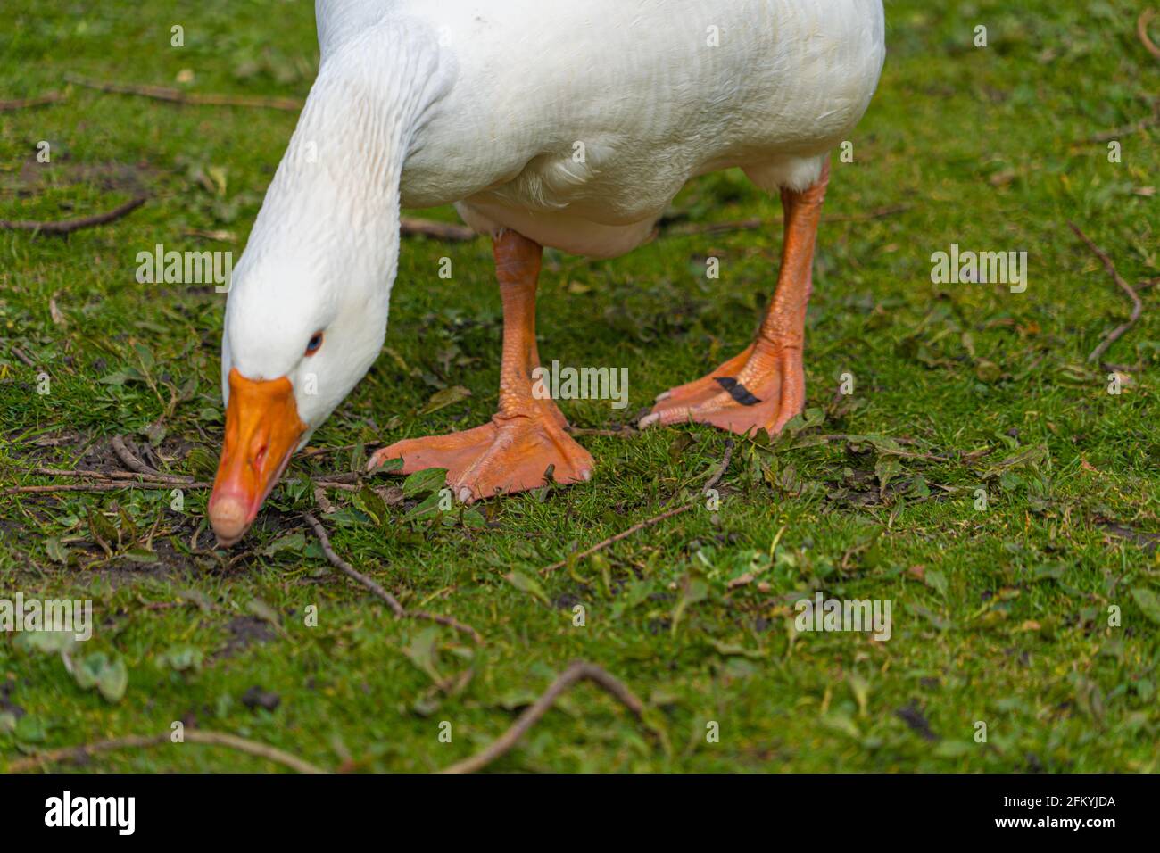 Close up low level view of Embden Emden Geese. Single portrait shot of ...