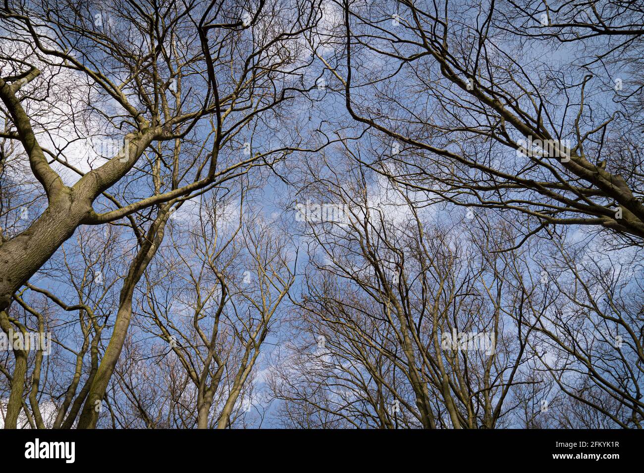 Up Tree view of beech tree against blue sky for natural layer nature ...