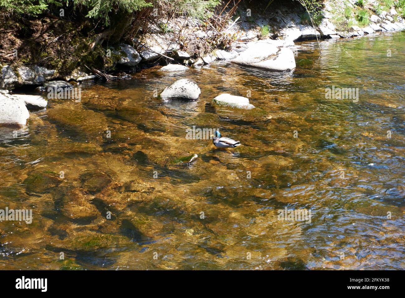 Small mallard swimming in the river Stock Photo - Alamy