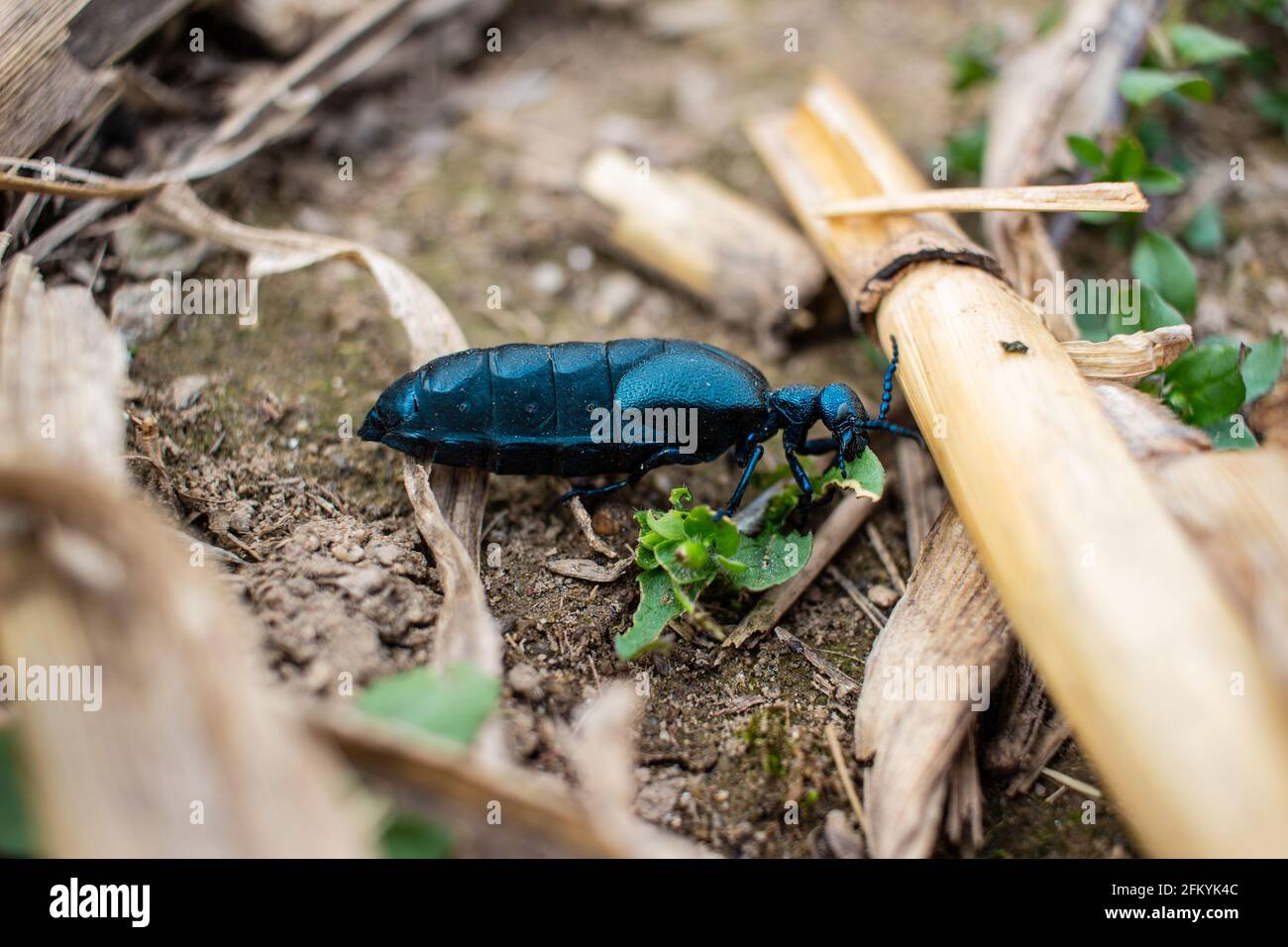 Closeup of violet oil beetle in natural environment Stock Photo - Alamy