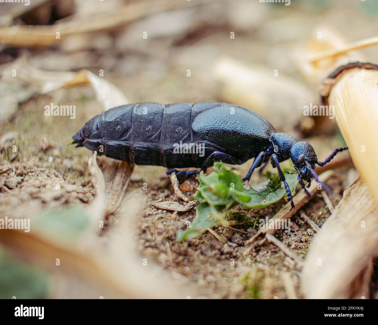 Entomology closeup hi-res stock photography and images - Alamy