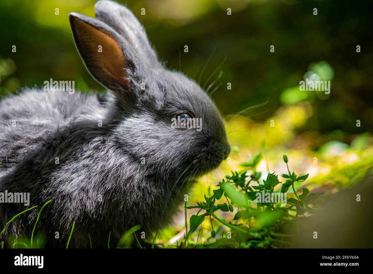 Grey bunny hi-res stock photography and images - Alamy