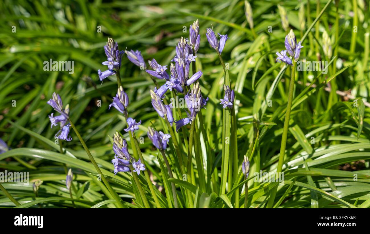 Low Level Forest Floor View of Bluebell plant showing green leaf and ...